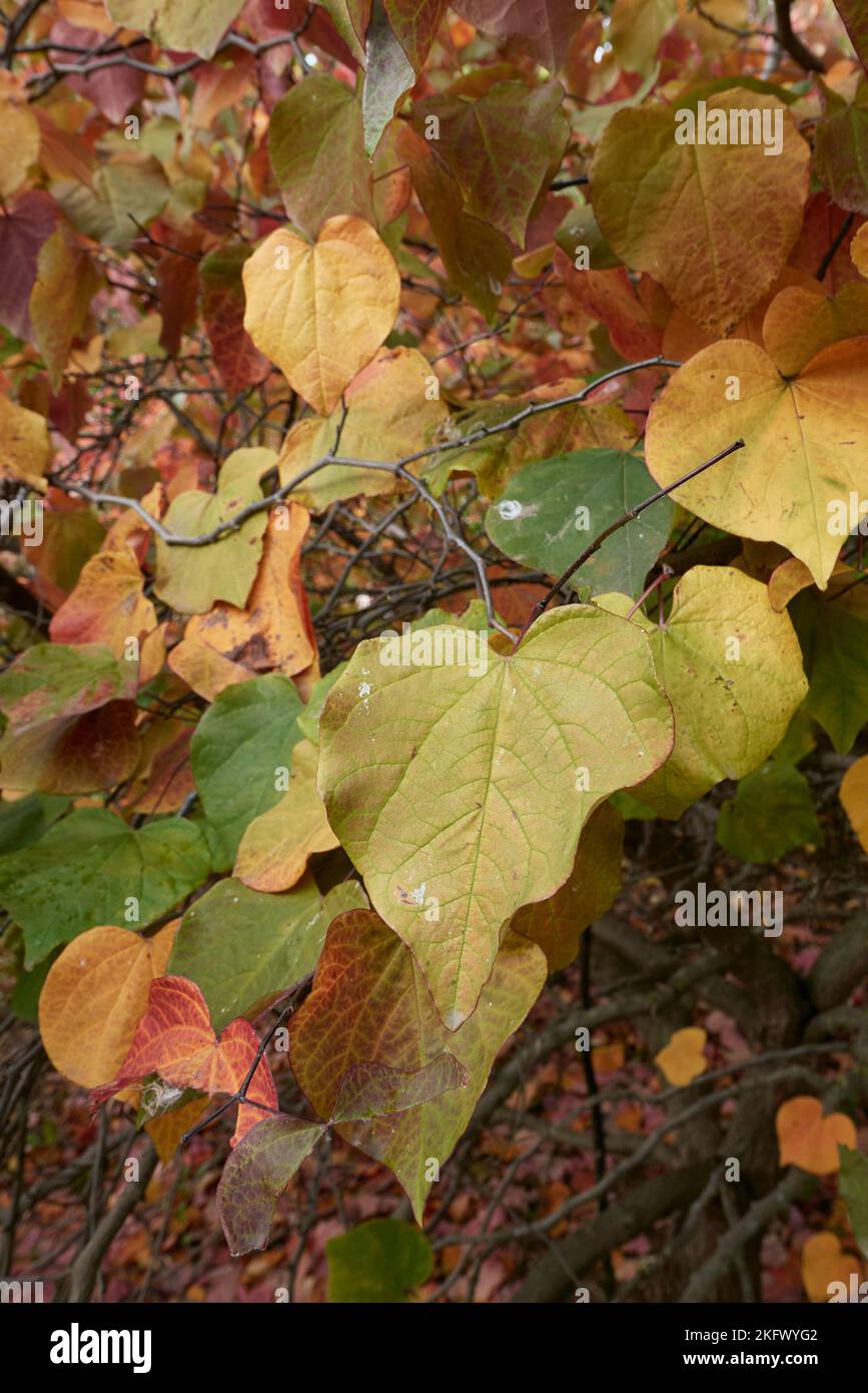 Cercis canadensis colorful foliage Stock Photo - Alamy