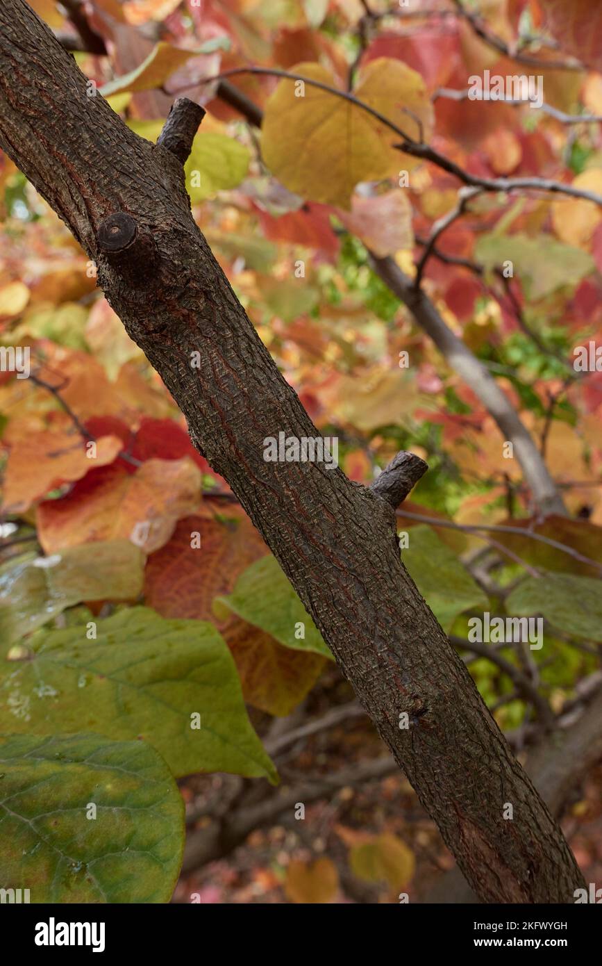 Cercis canadensis colorful foliage Stock Photo - Alamy