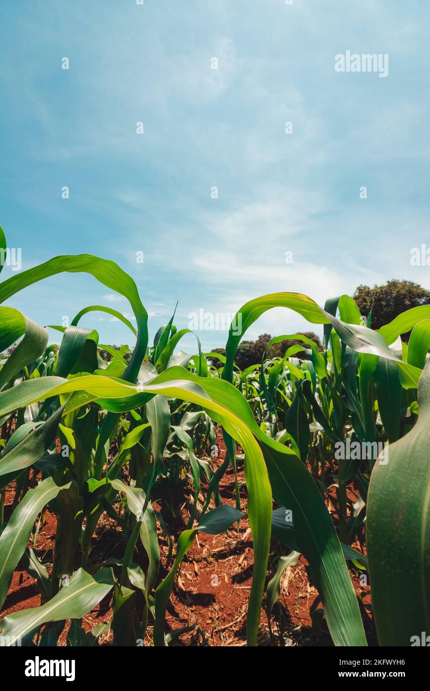 Corn Plantation Farm on Spring Sunny Day Next a Highway in Brazil ...