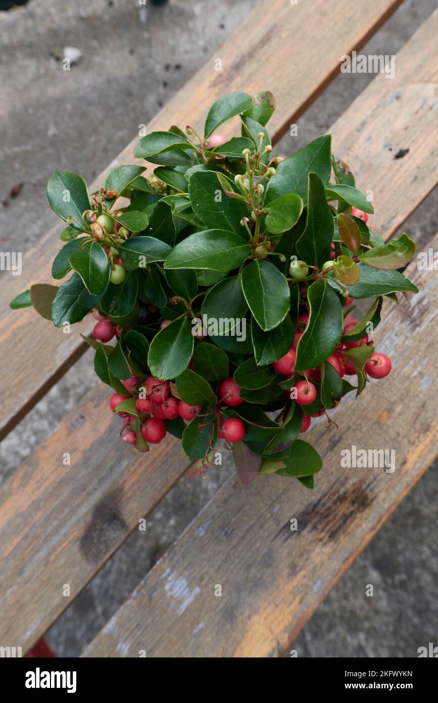 Gaultheria procumbens shrub Stock Photo - Alamy