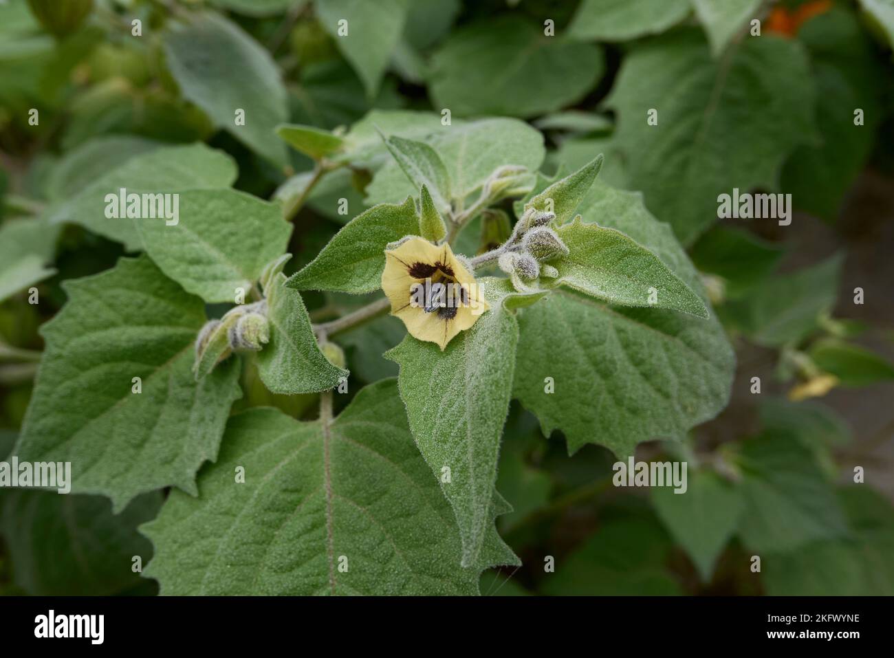 Harankash hi-res stock photography and images - Alamy