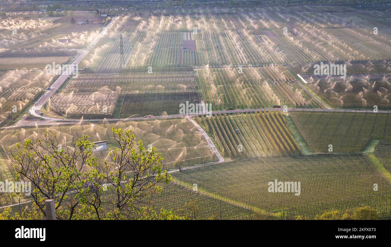 Frost protection with over head irrigation hi-res stock photography and ...