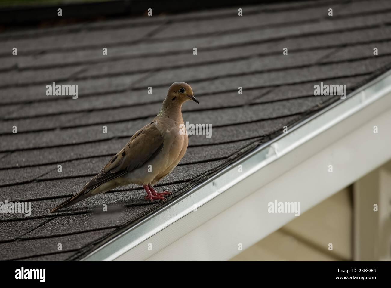 A closeup of a mourning dove standing on the gray roof blurred ...