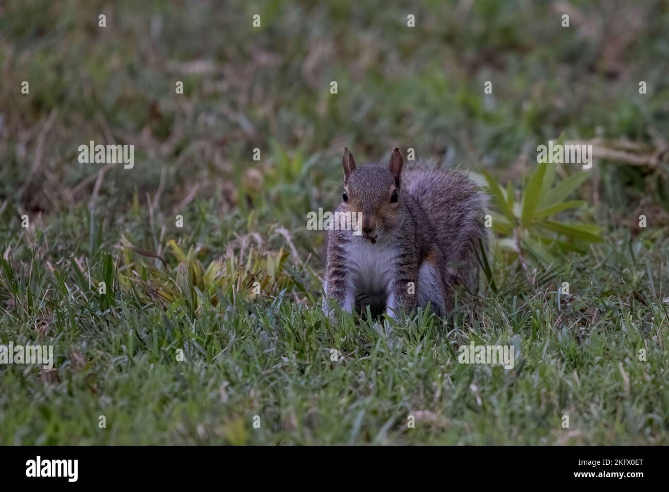 A side closeup of an Eastern gray squirrel running on the yellowing ...