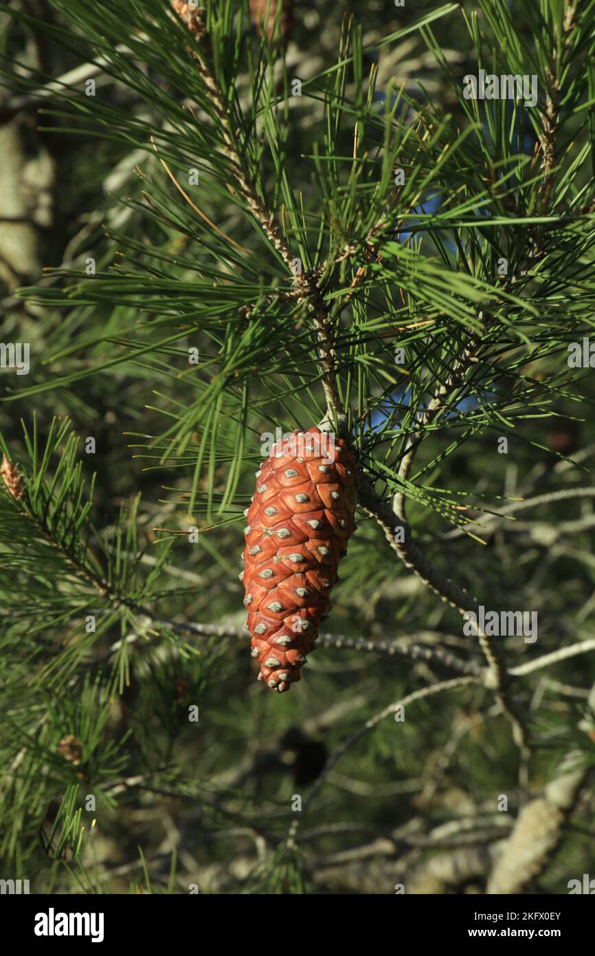 A vertical closeup of a sunlit pine tree with a cone blurred background ...