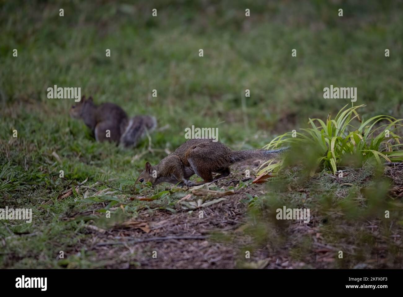 A side closeup of an Eastern gray squirrel running on the yellowing ...