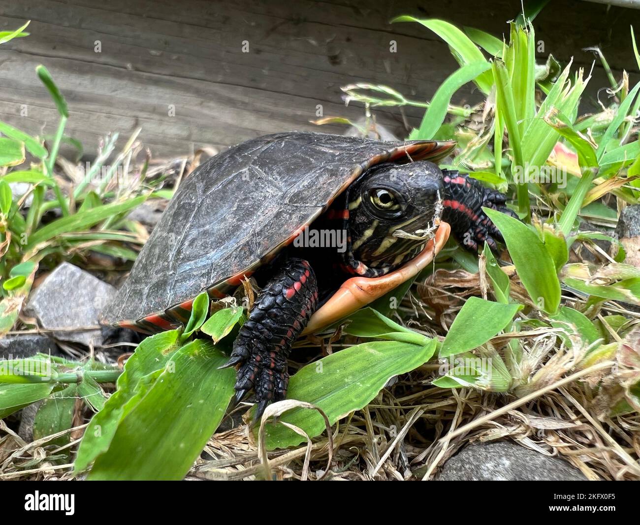 A closeup of Eastern painted turtle on the grass with stones around ...