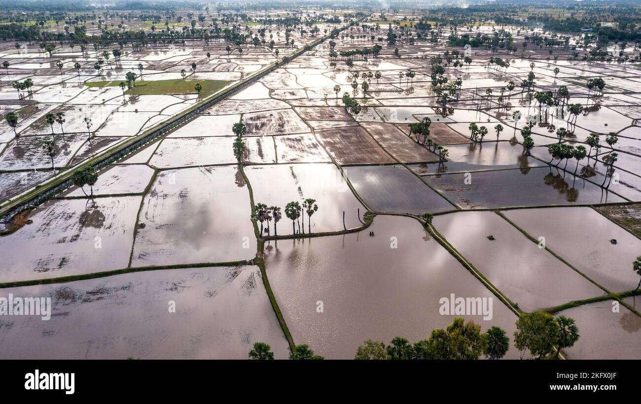Beauty rice terrace with Sugar palms on sunset in Chau Doc, An Giang ...