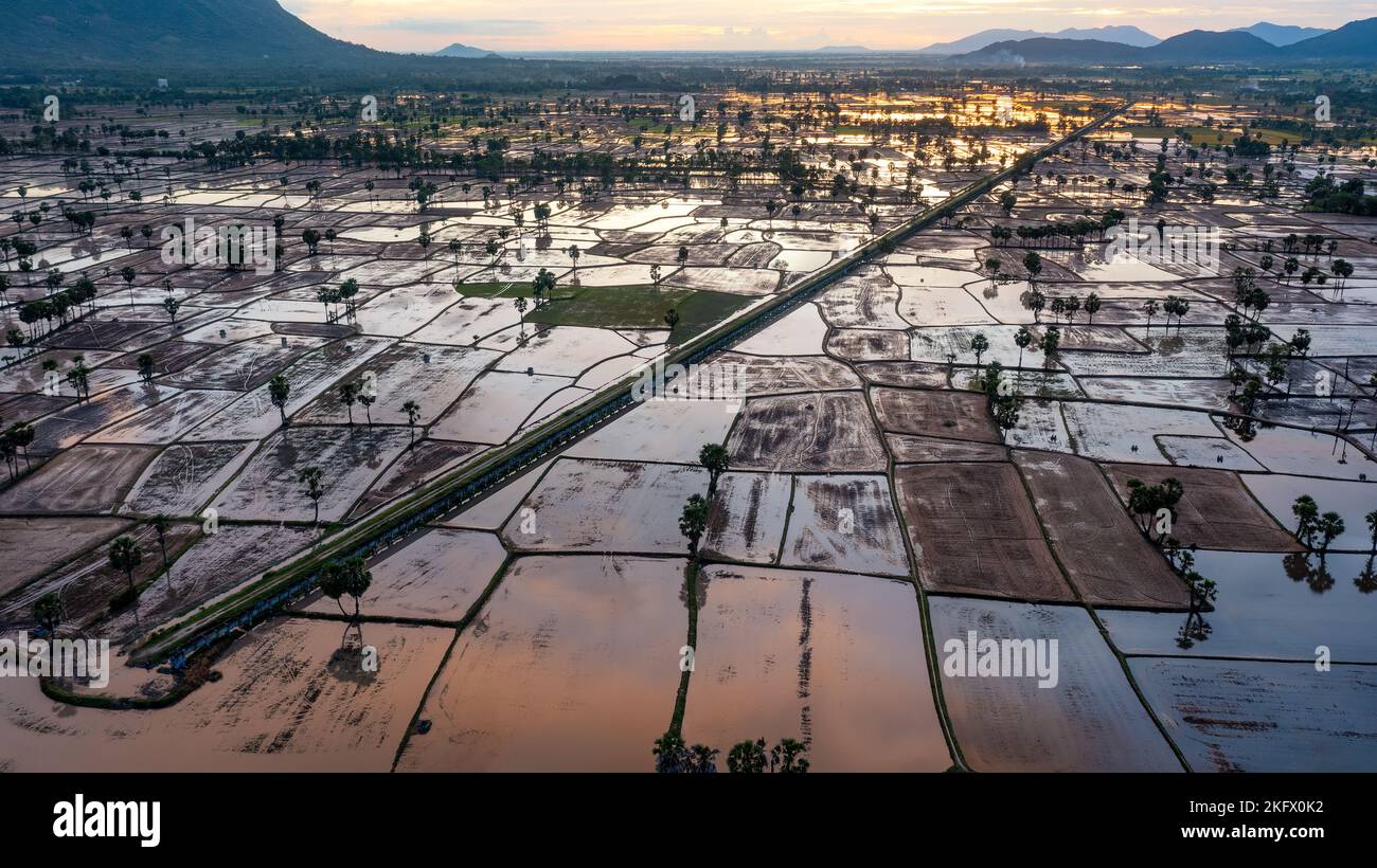 Beauty rice terrace with Sugar palms on sunset in Chau Doc, An Giang ...