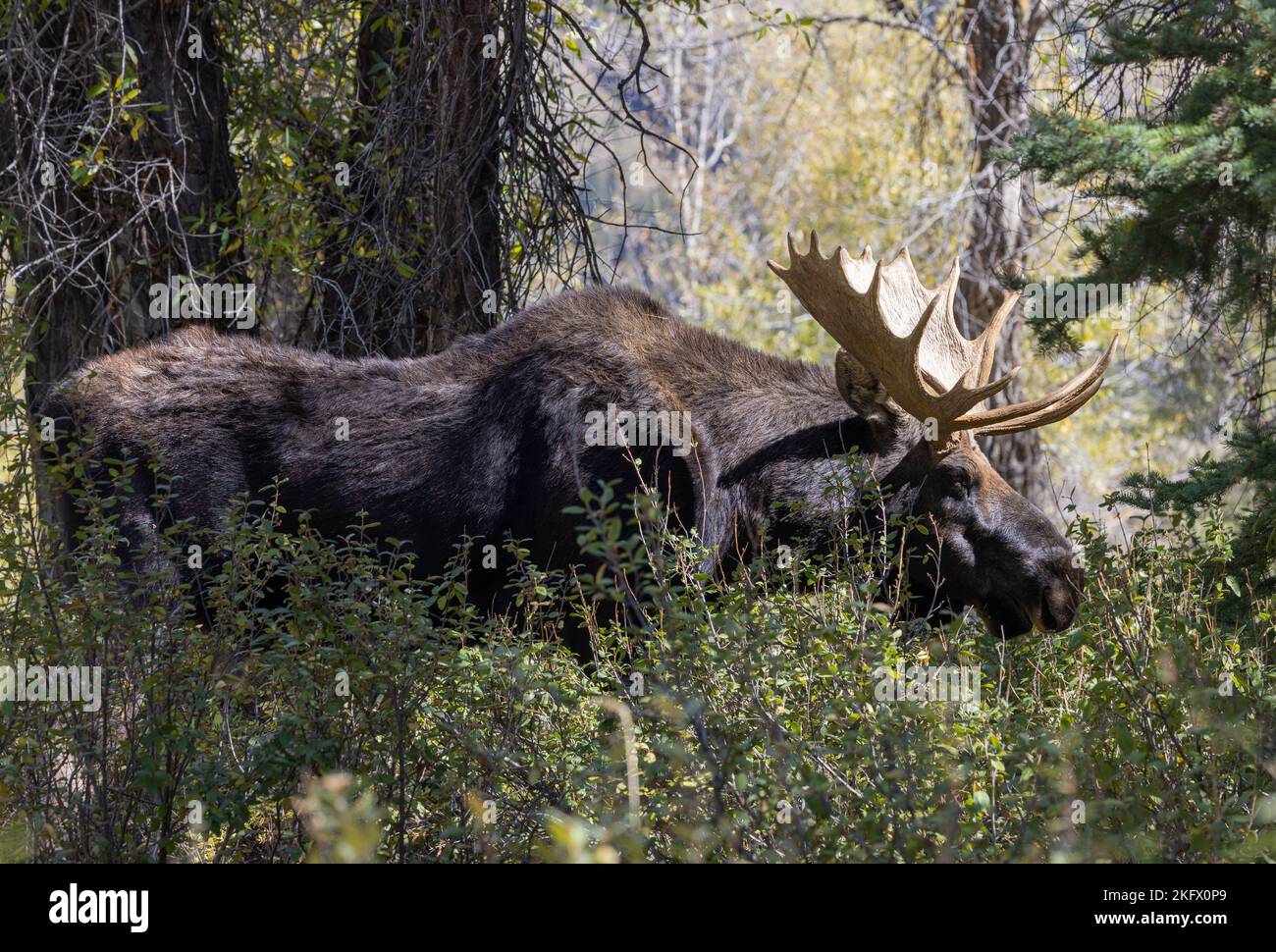 Bull Moose in Autumn in Wyoming Stock Photo - Alamy