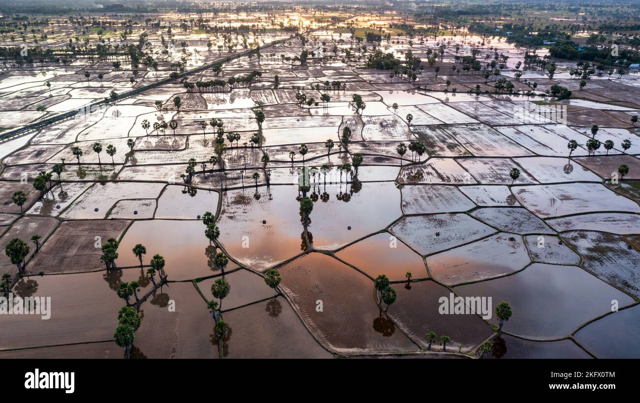 Beauty rice terrace with Sugar palms on sunset in Chau Doc, An Giang ...
