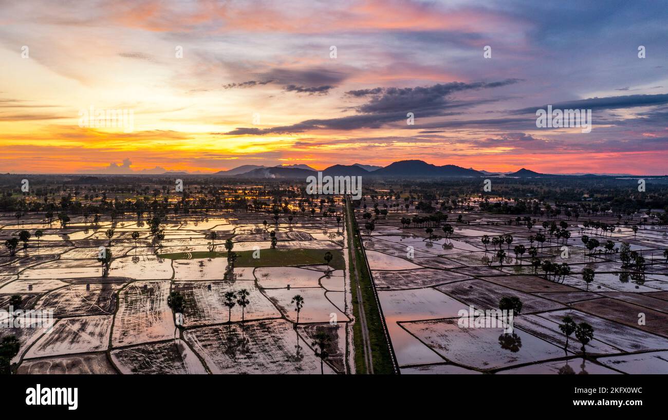 Beauty rice terrace with Sugar palms on sunset in Chau Doc, An Giang ...