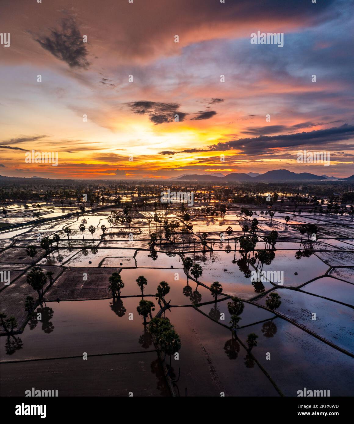 Beauty rice terrace with Sugar palms on sunset in Chau Doc, An Giang ...