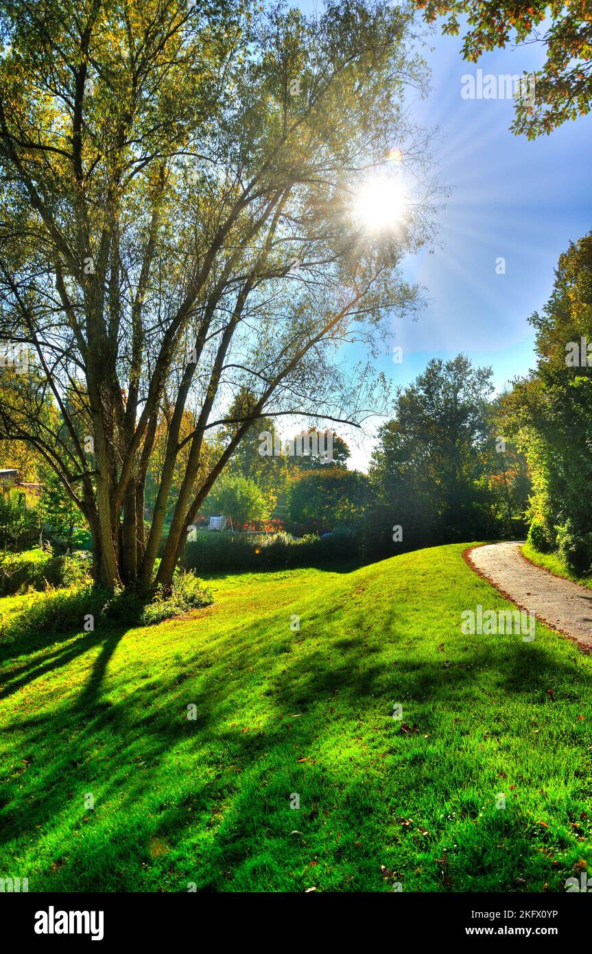 Tree with sun rays and green lawn in the park in Fulda, Hessen, Germany ...