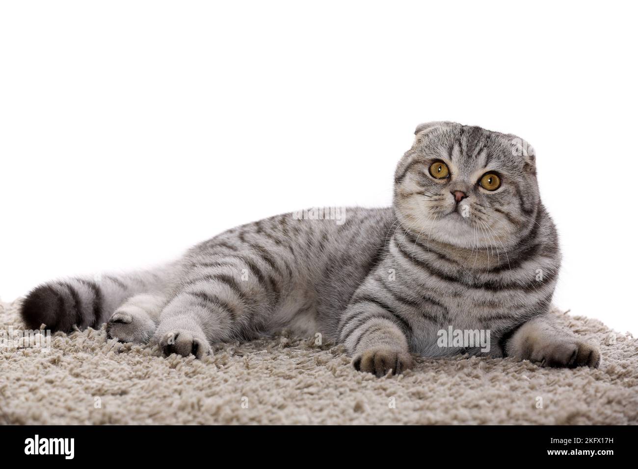 young Scottish Fold Stock Photo - Alamy
