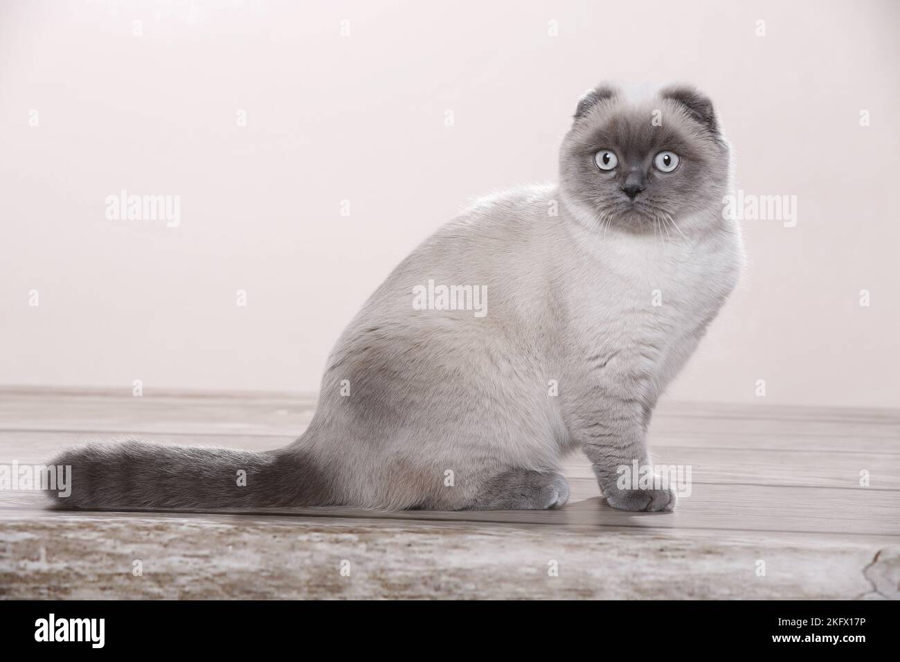 young Scottish Fold Stock Photo - Alamy