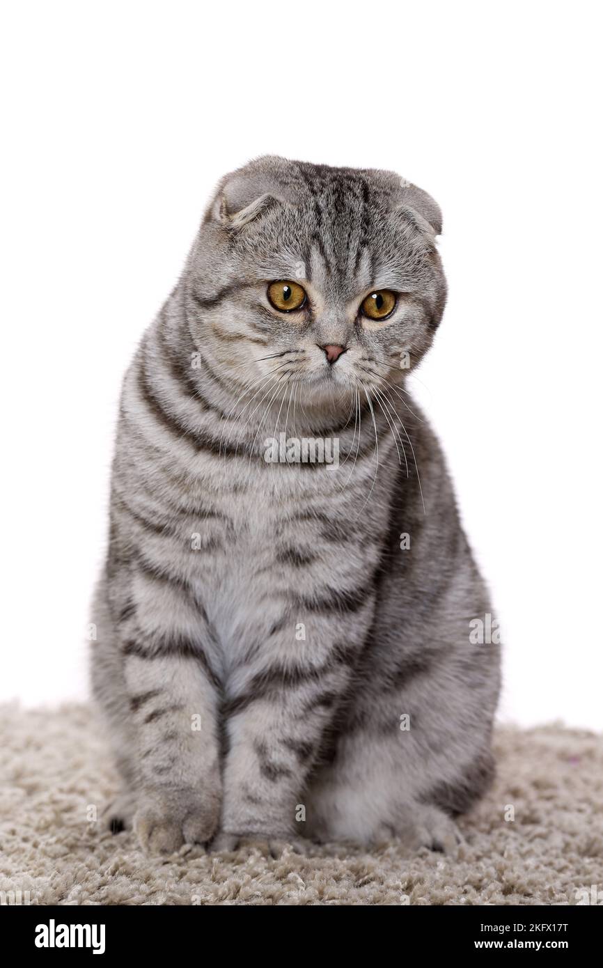 young Scottish Fold Stock Photo - Alamy