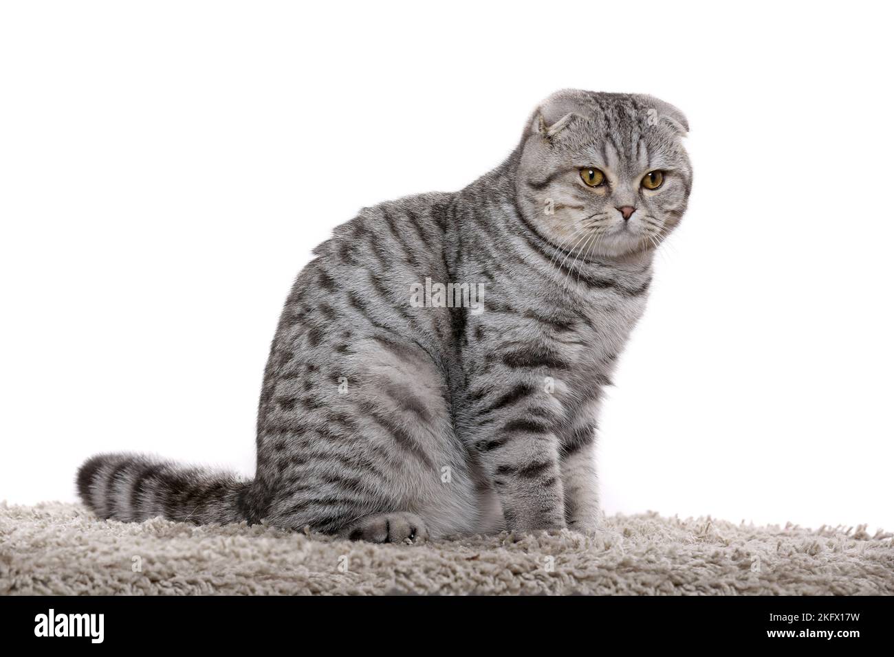 young Scottish Fold Stock Photo - Alamy