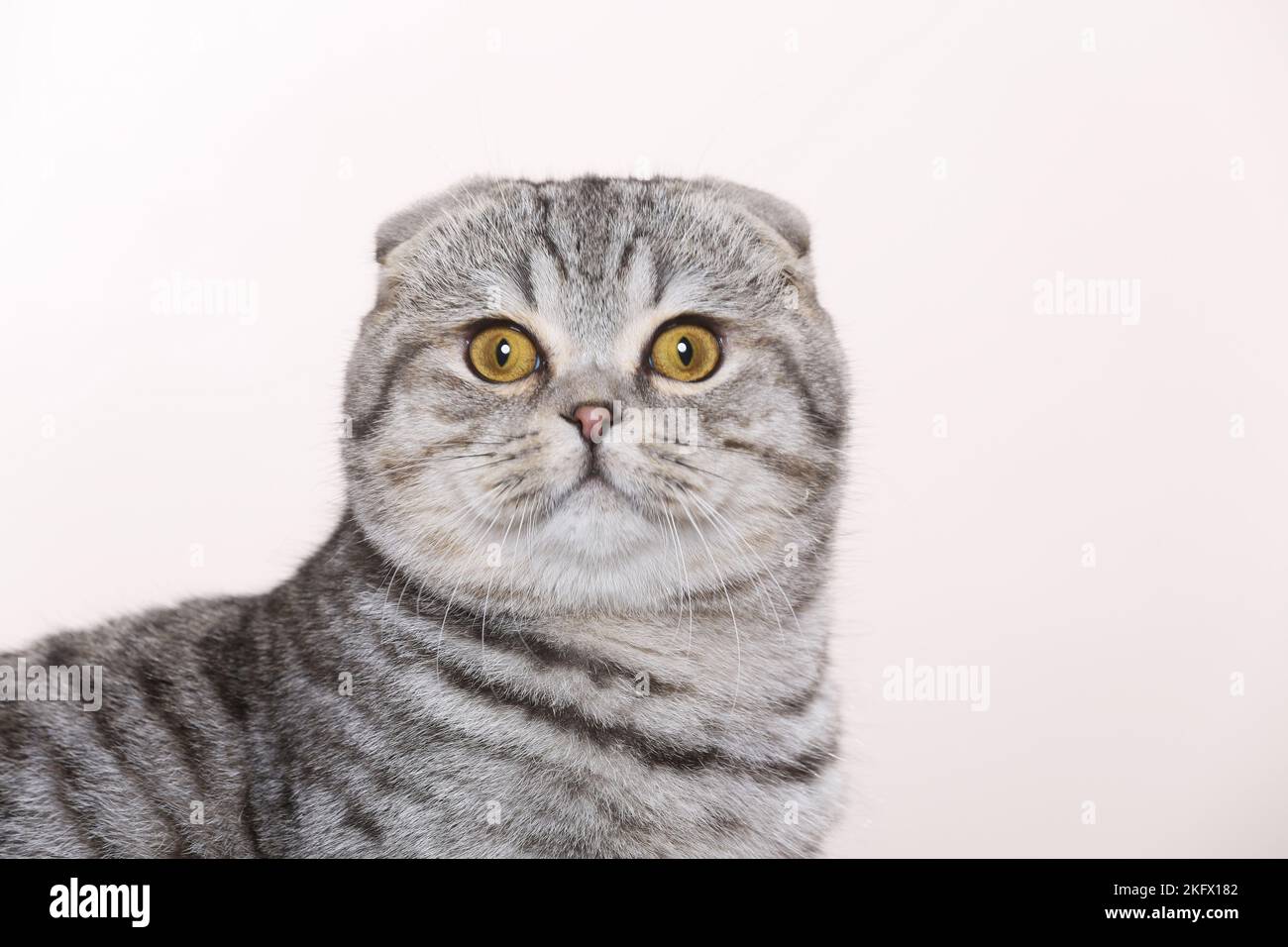 young Scottish Fold Stock Photo - Alamy