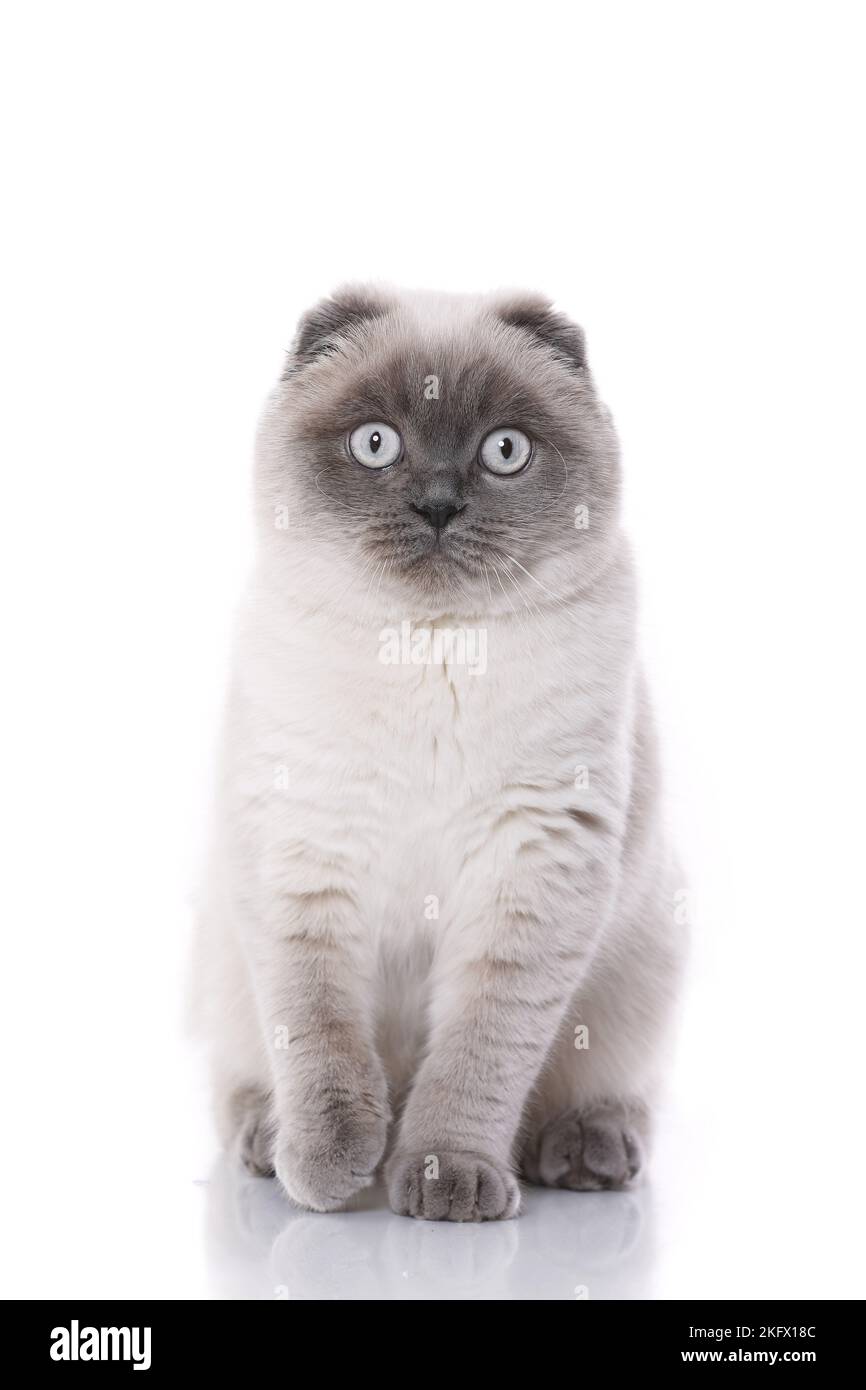 young Scottish Fold Stock Photo - Alamy