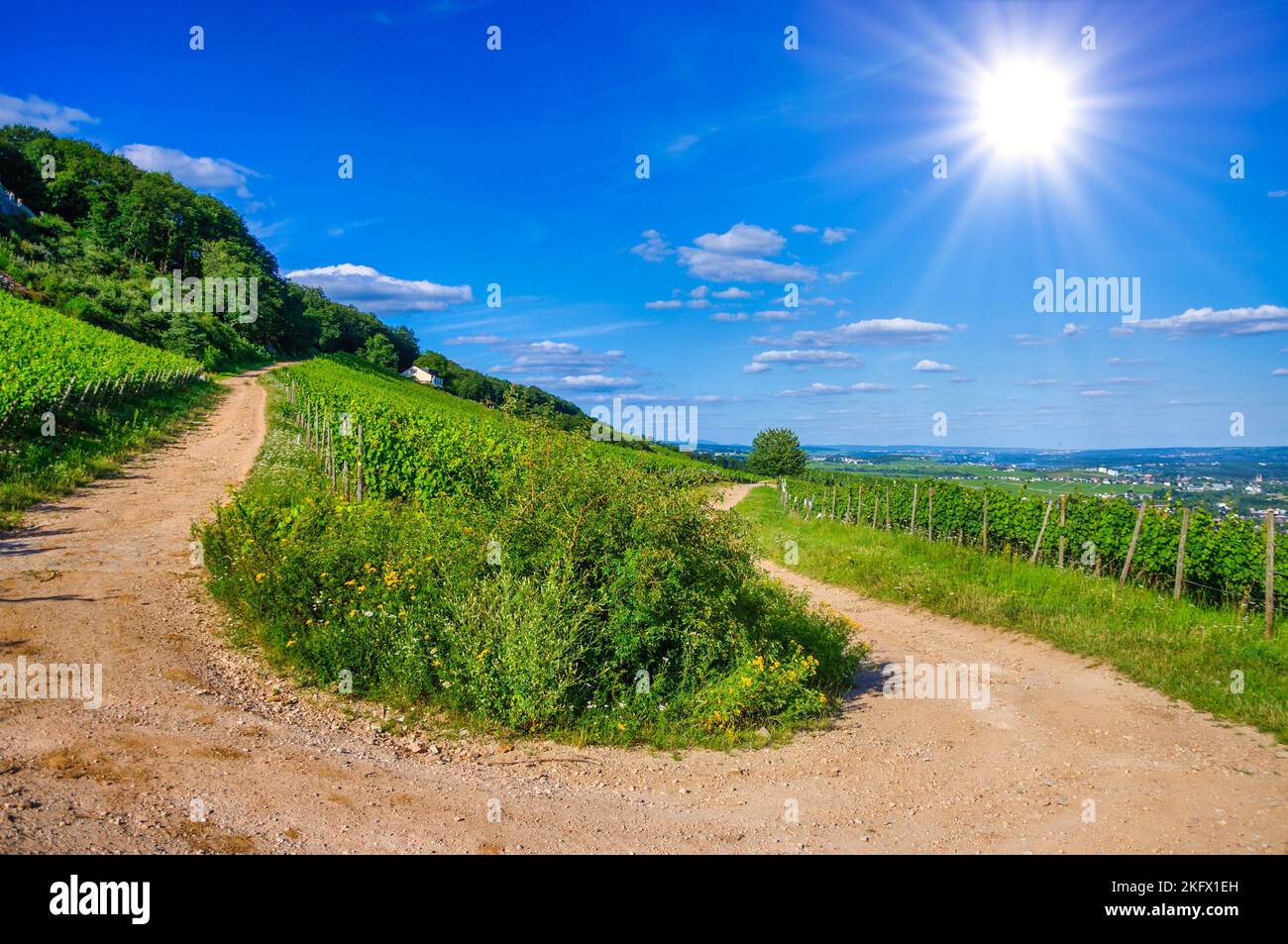 Green fresh vineyard and U-turn of the road near Ruedesheim, Rheinland ...