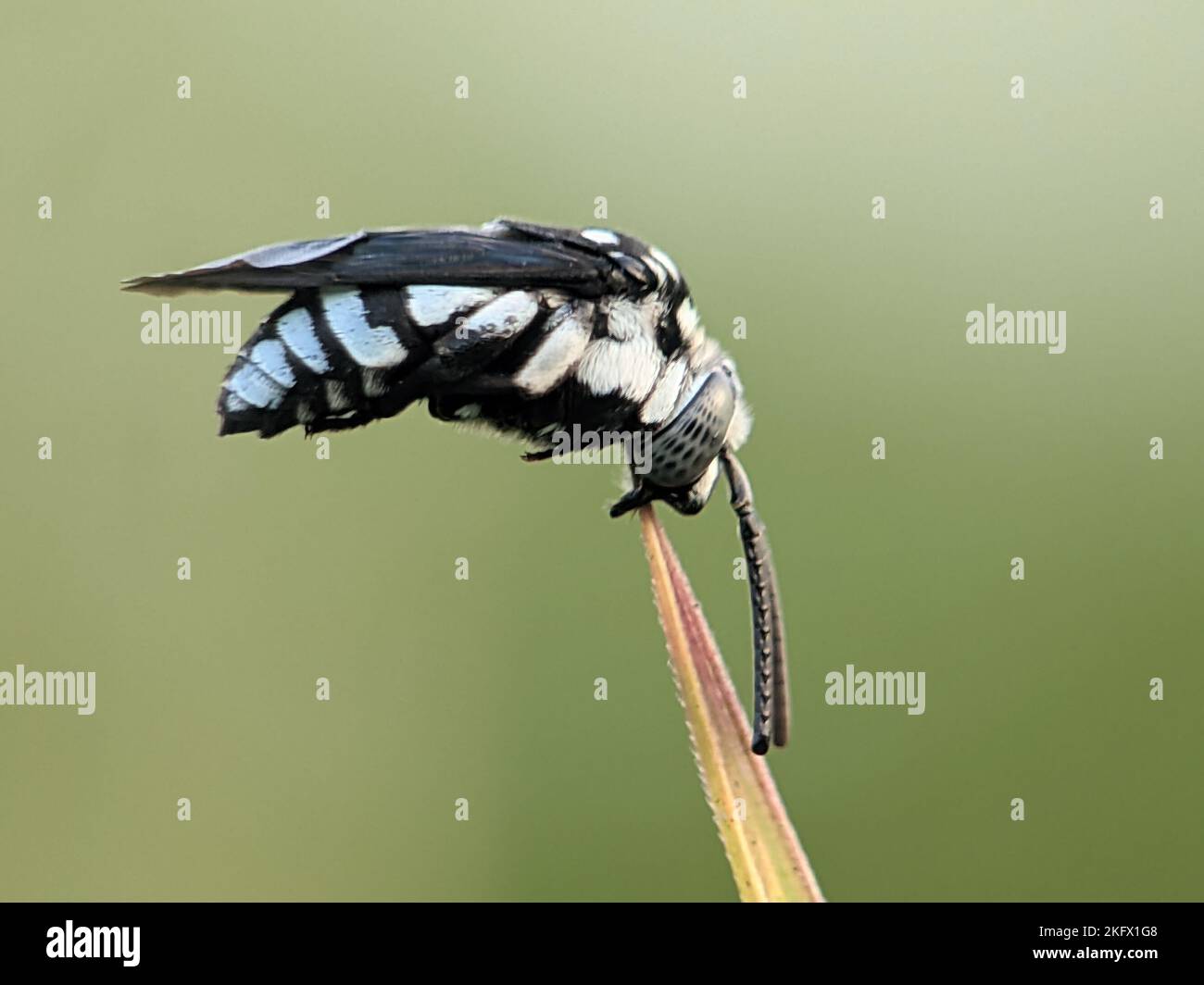 A closeup of a tiny black and white Thyreus on a blurred green ...