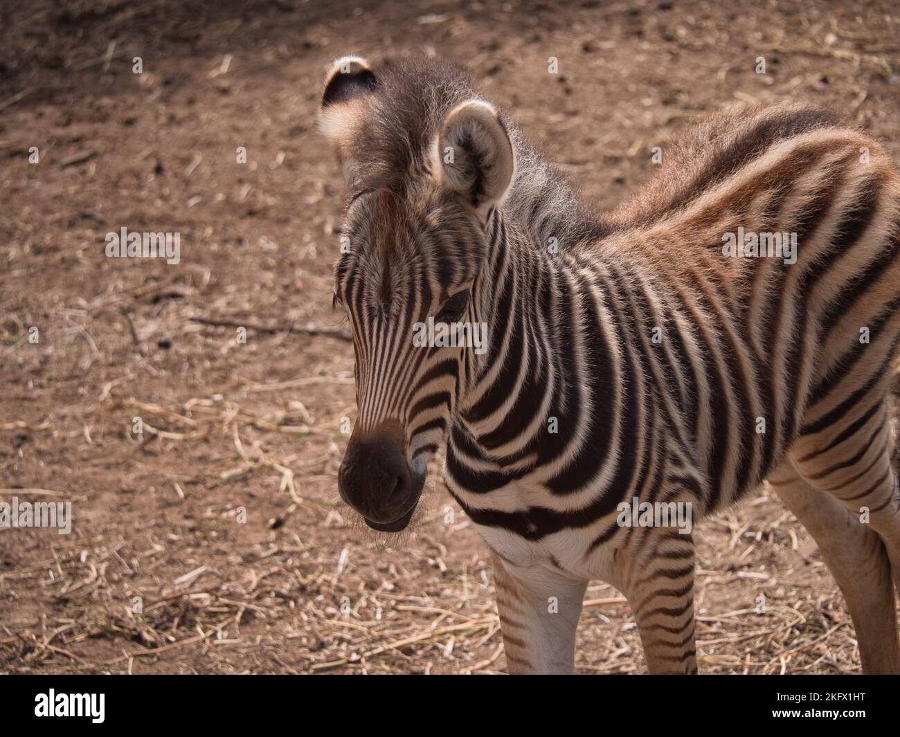 A closeup of a cute zebra in Bandia Reserve, Senegal Stock Photo - Alamy