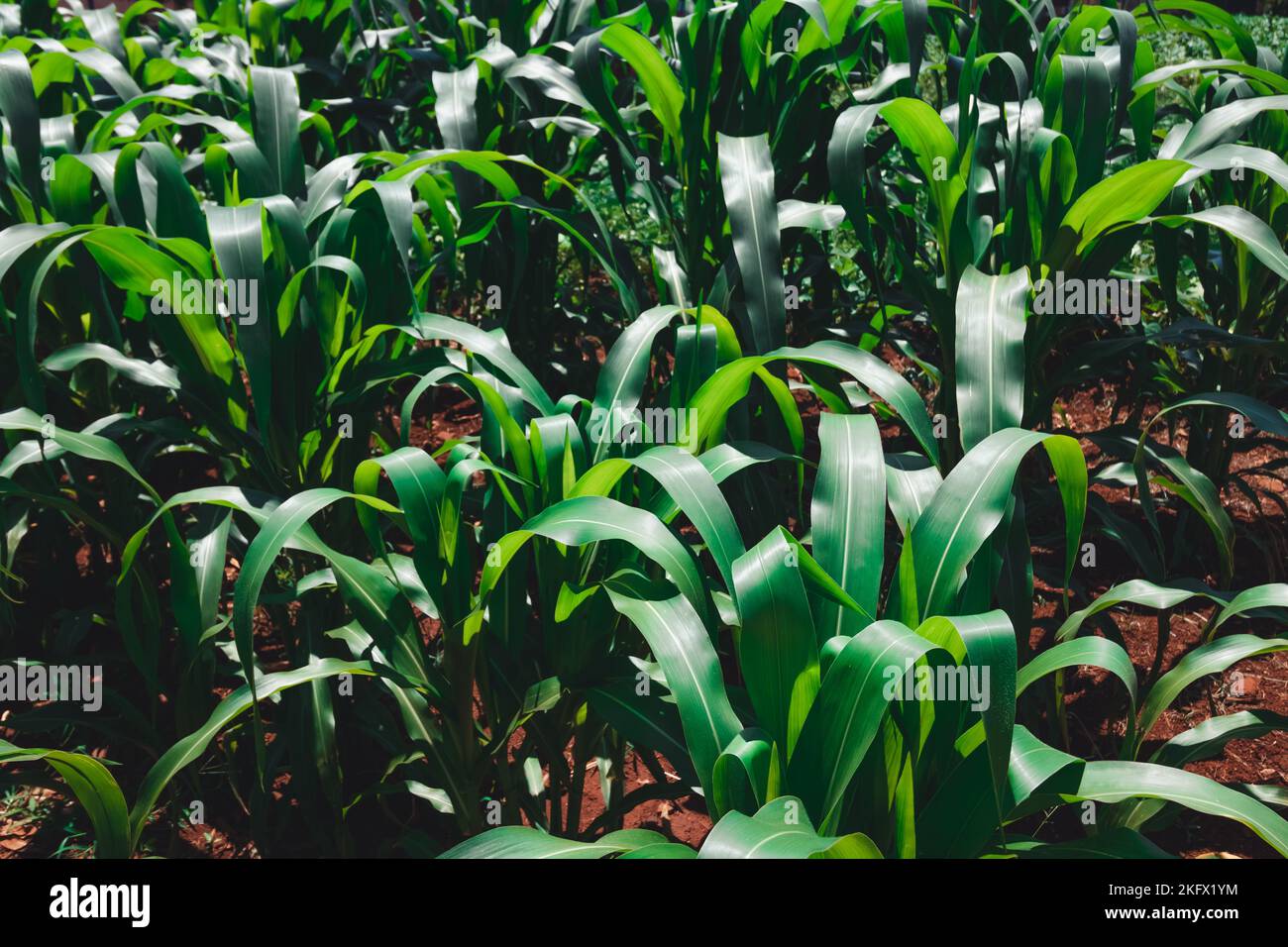 Corn Plantation Farm on Spring Sunny Day Next a Highway in Brazil ...