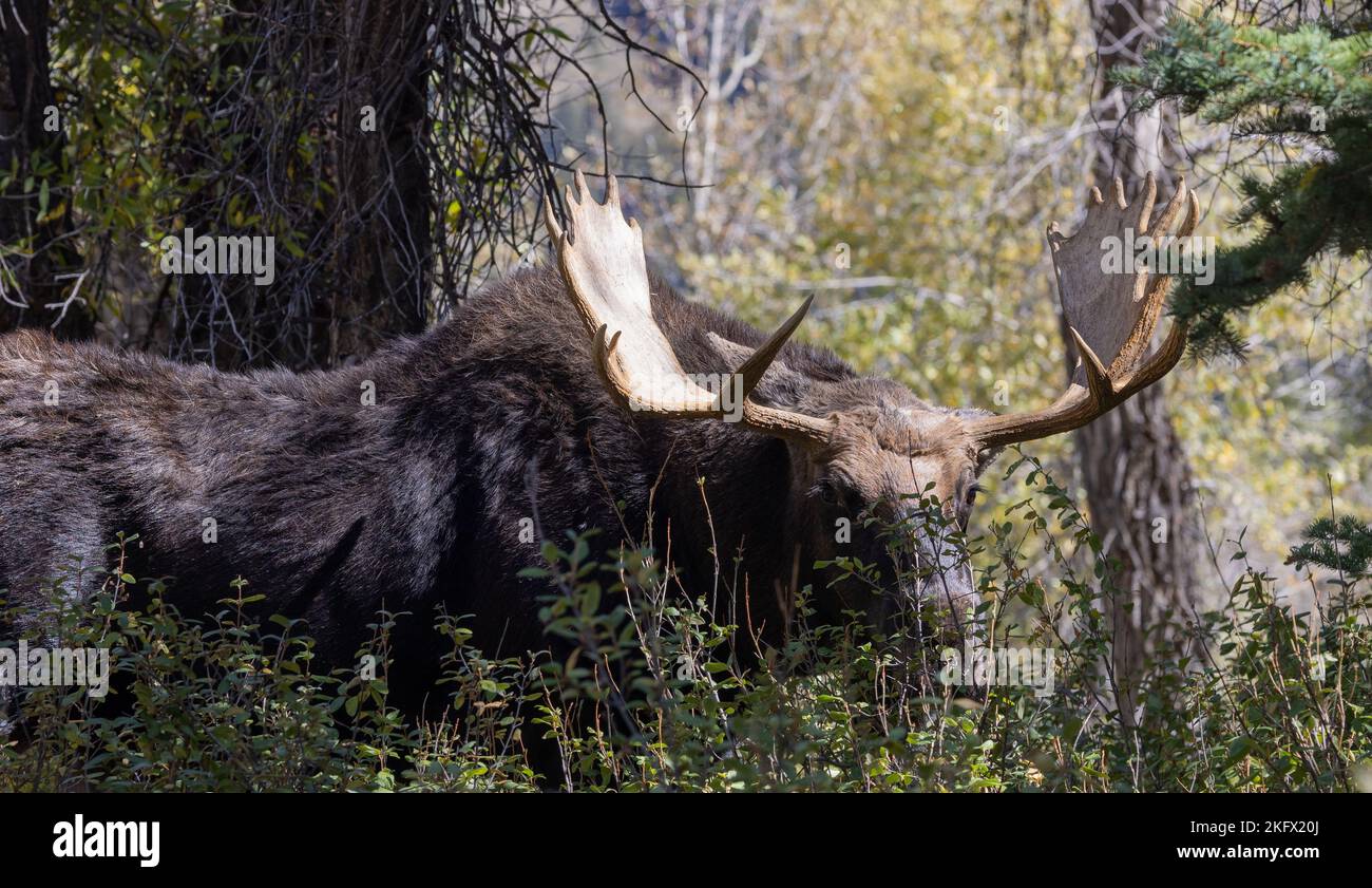 Bull Moose in Autumn in Wyoming Stock Photo - Alamy