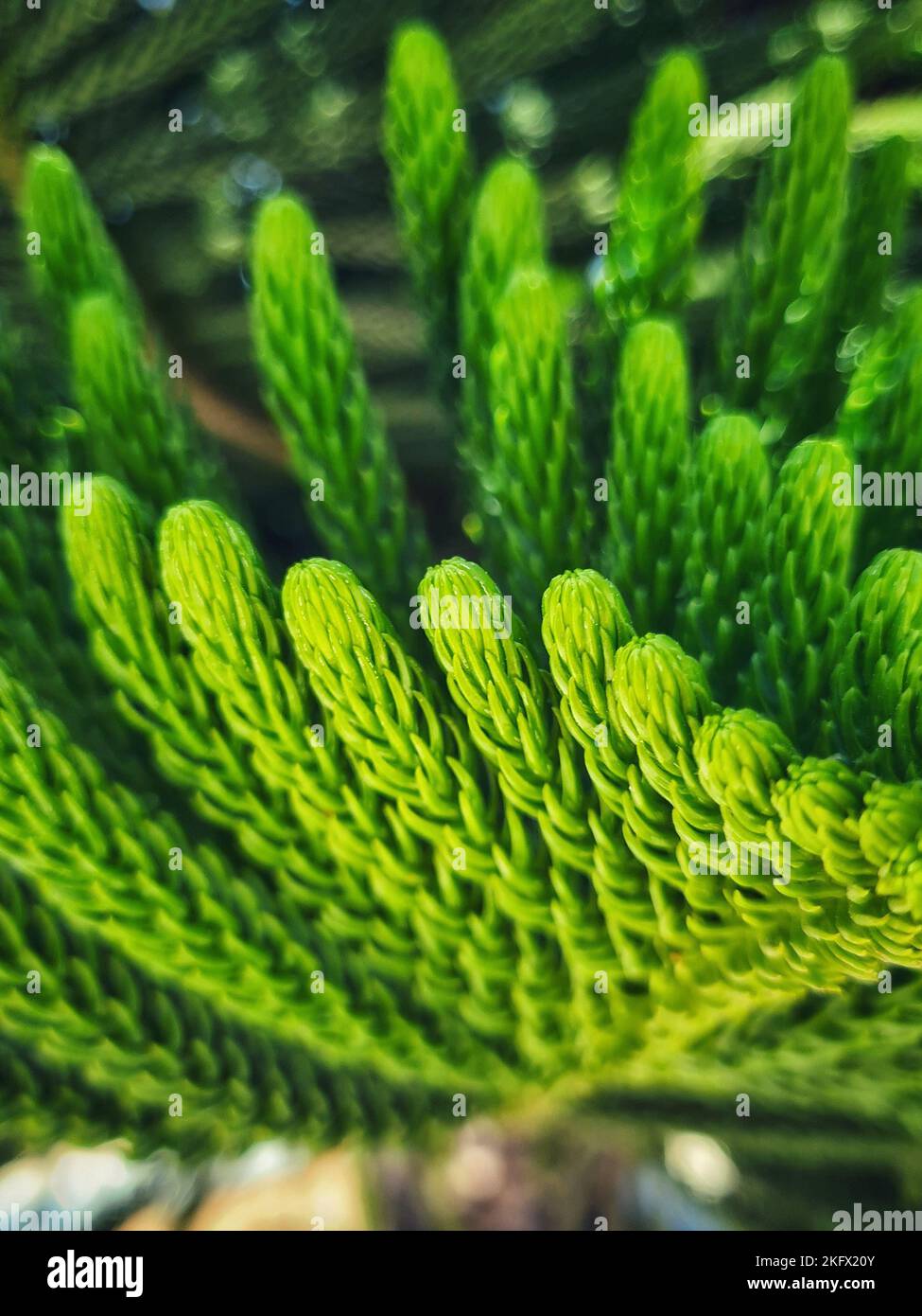 Norfolk island pine plant hi-res stock photography and images - Alamy
