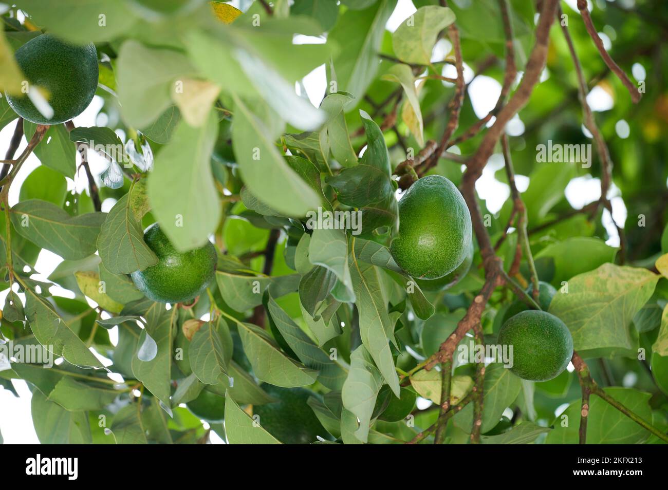 Hanging avocado hi-res stock photography and images - Alamy