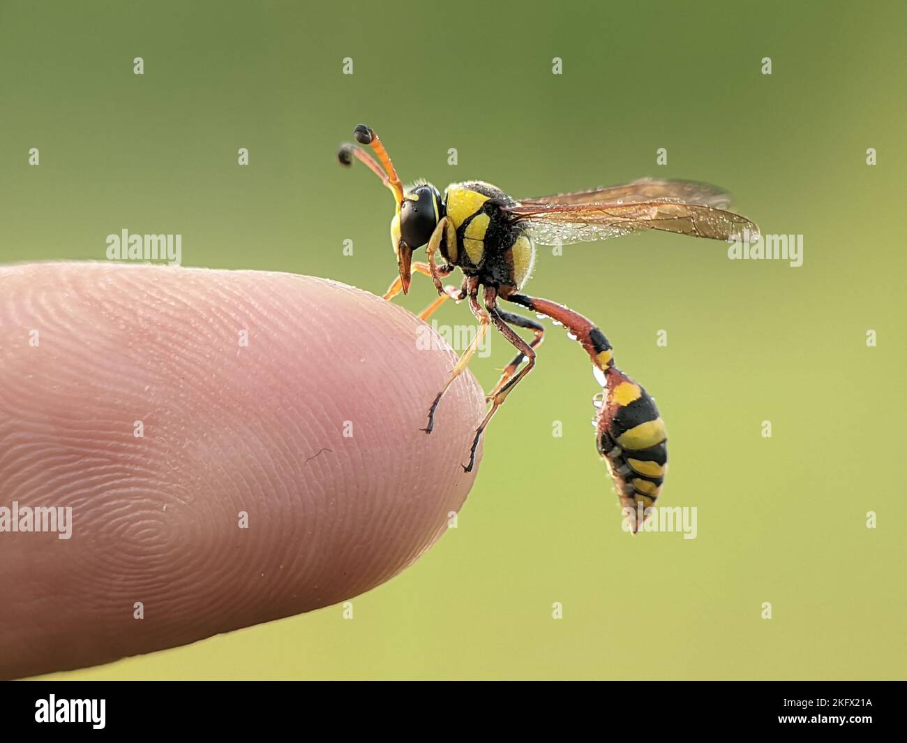Wasp on finger hi-res stock photography and images - Alamy
