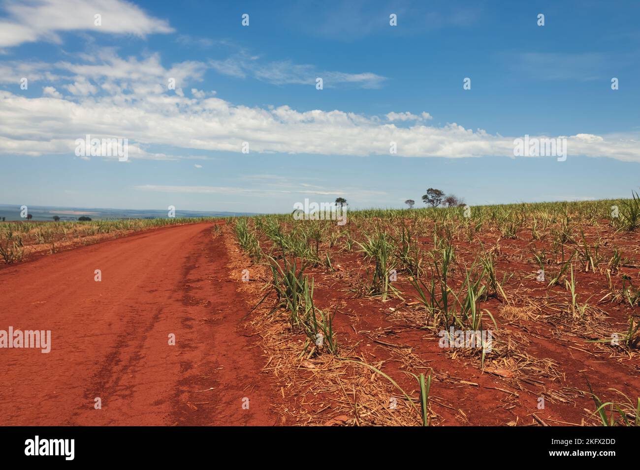 Beautiful Green Sugar Cane Plantation on Blue Cloudy Sky. Cultivated ...