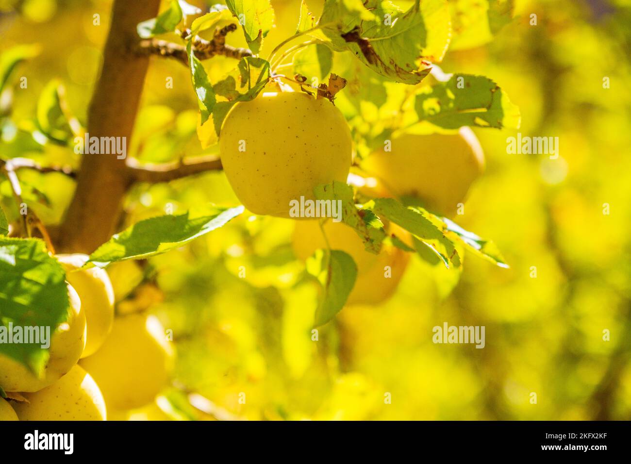 apples in a tree in an orchard in the Atlas mountains, Morocco Stock ...