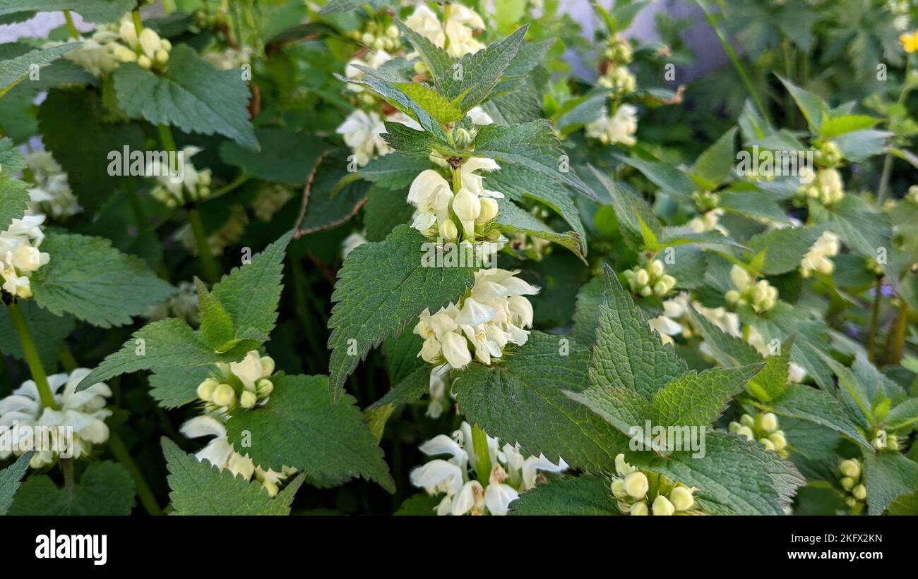 White nettle or white dead-nettle (Lamium album) flowers close up Stock ...