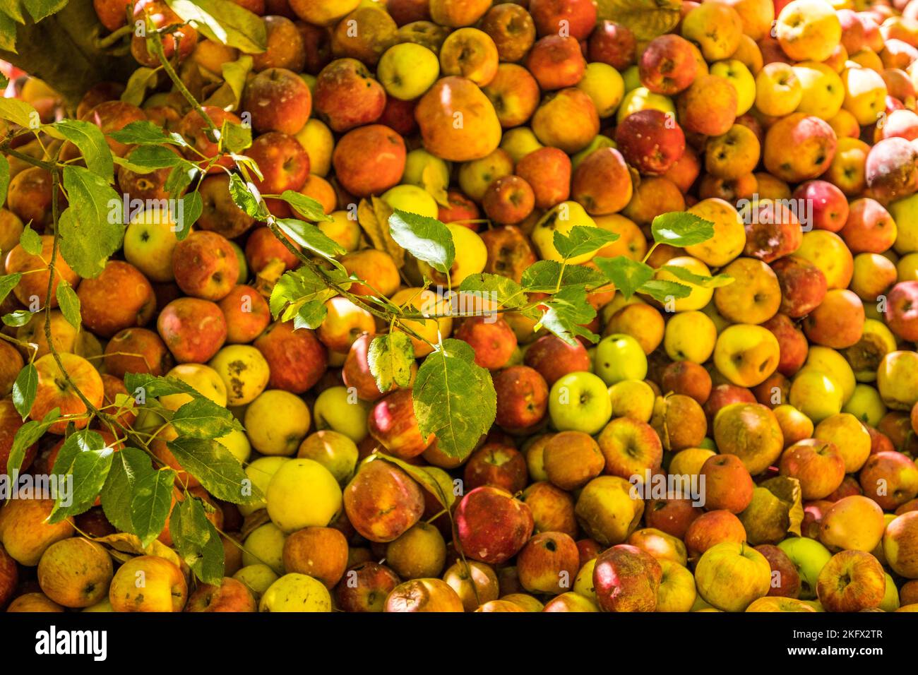 Piles of apples on an orchard floor in Morocco Stock Photo - Alamy