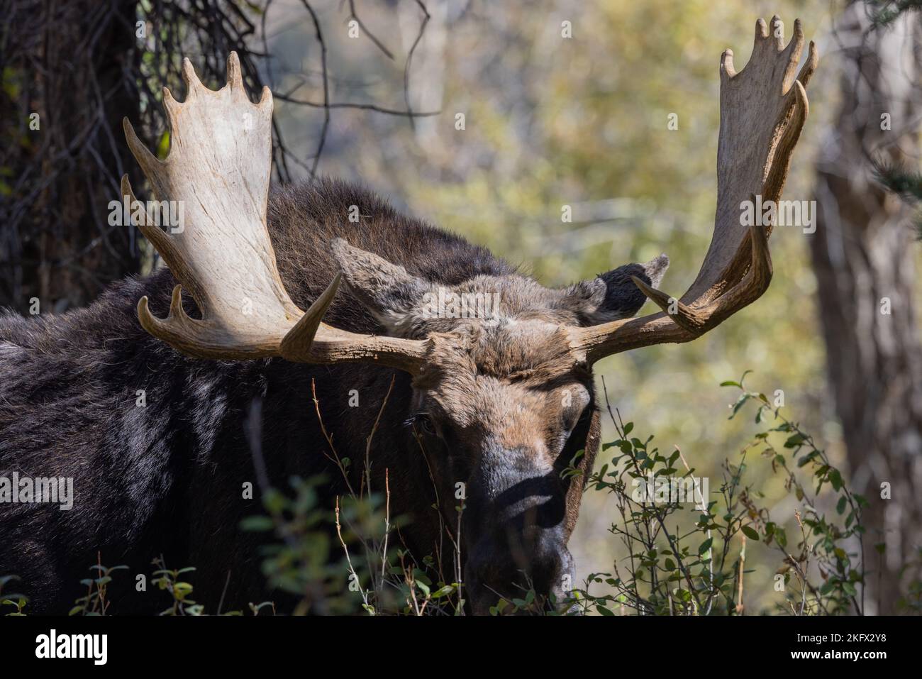 Bull Moose in Autumn in Wyoming Stock Photo - Alamy