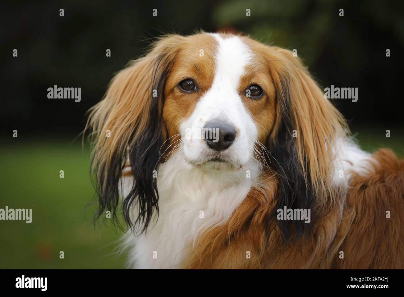 Portrait kooiker hi-res stock photography and images - Alamy
