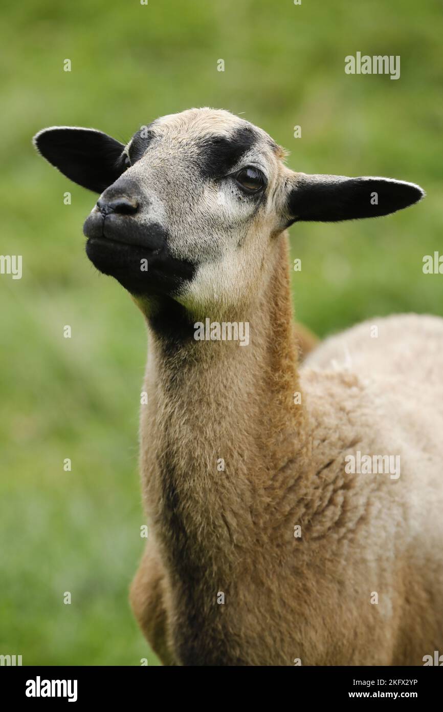 Sheeps head side view hi-res stock photography and images - Alamy