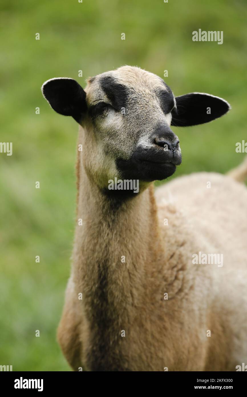 Cameroon sheep hi-res stock photography and images - Alamy