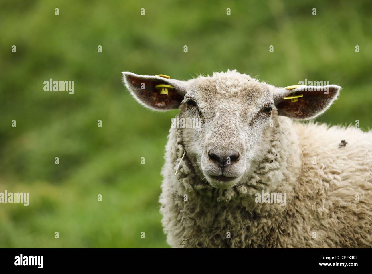 Sheeps head side view hi-res stock photography and images - Alamy