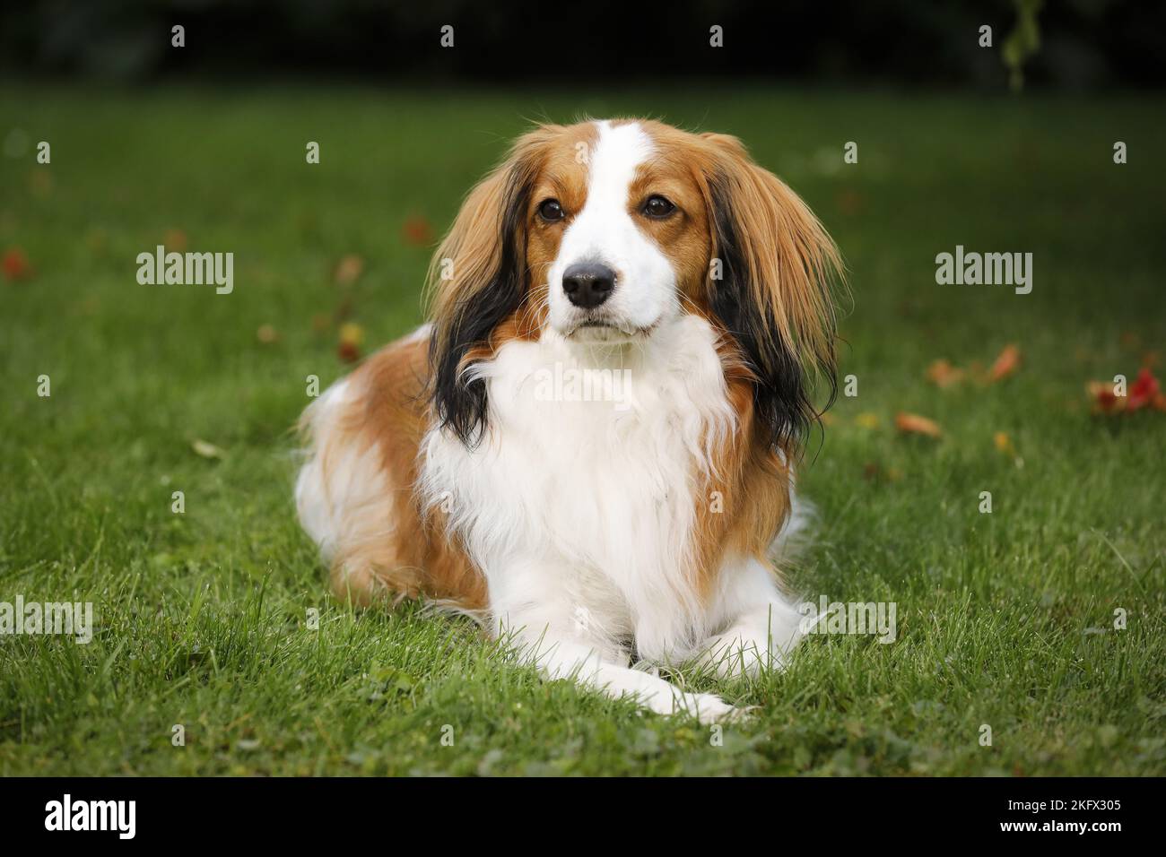 Dutch decoy spaniel hi-res stock photography and images - Alamy