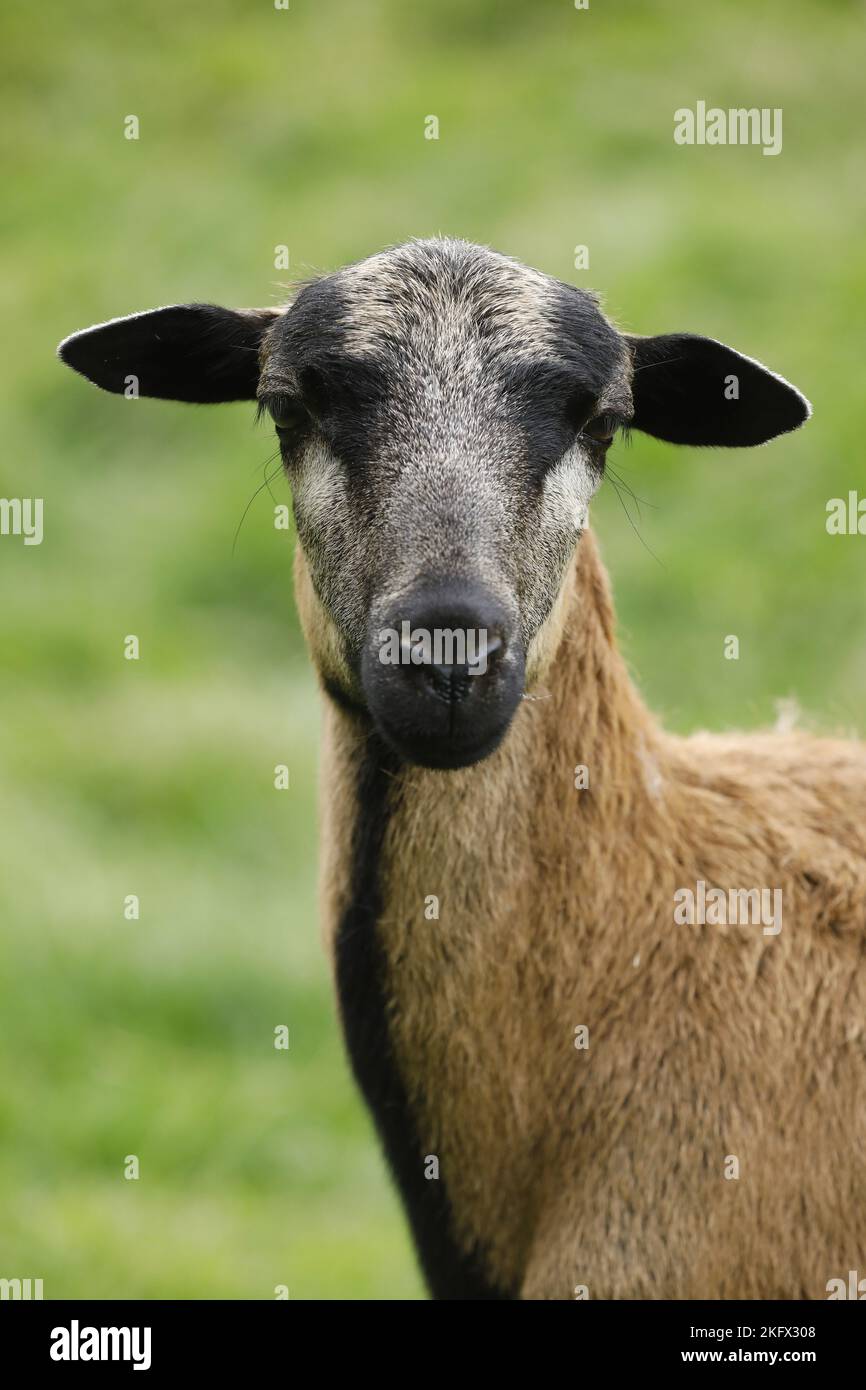 Side view head eye sheep hi-res stock photography and images - Alamy