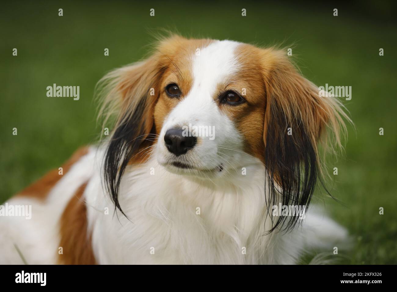 Portrait kooiker hi-res stock photography and images - Alamy