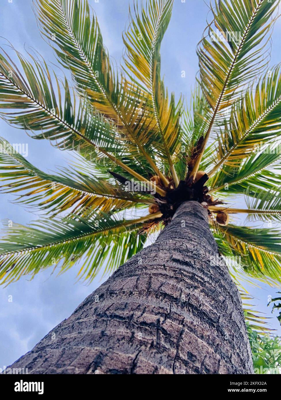 Palm tree on the blue sky background. Bottom up view Stock Photo - Alamy
