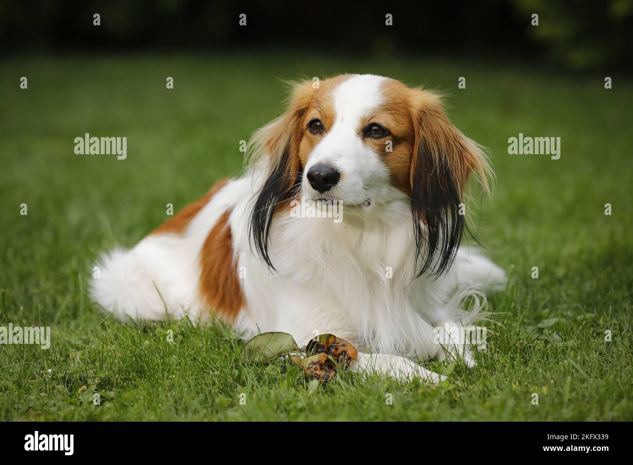 Dutch decoy spaniel hi-res stock photography and images - Alamy