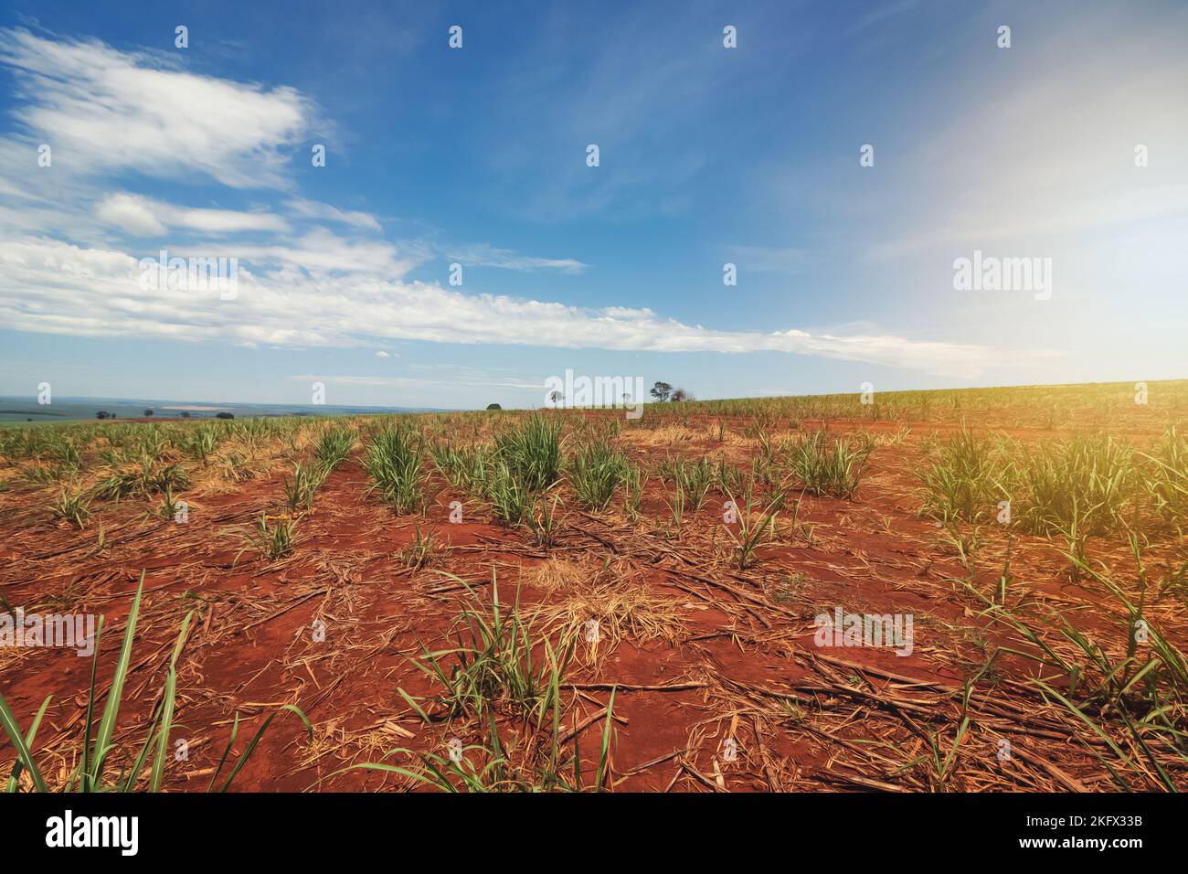 Beautiful Green Sugar Cane Plantation on Blue Cloudy Sky. Cultivated ...