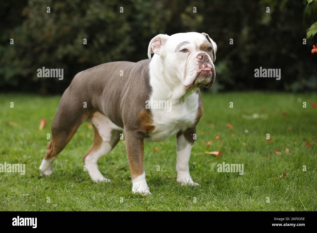 Olde English Bulldog Stock Photo - Alamy