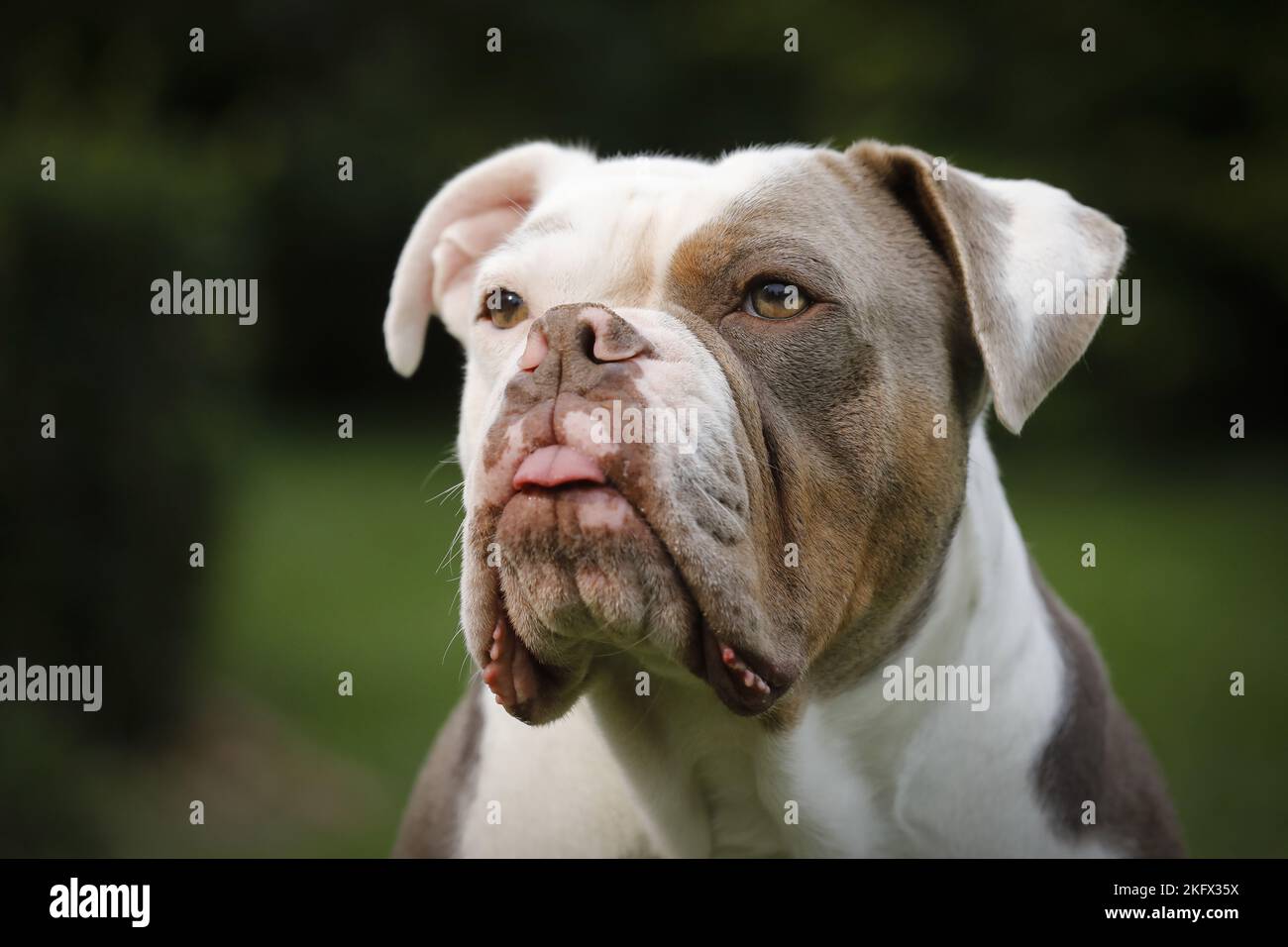 Olde English Bulldog Portrait Stock Photo - Alamy
