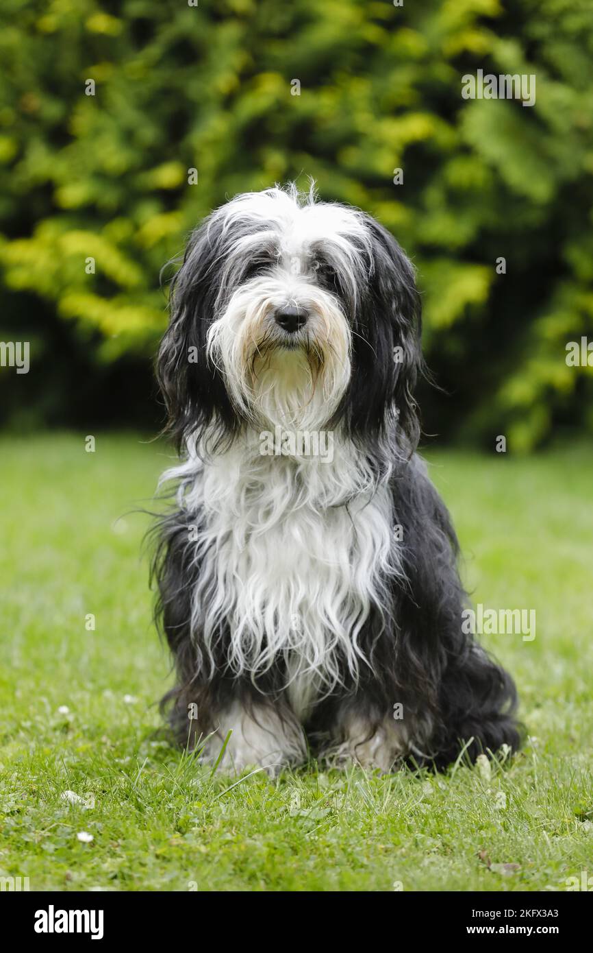 sitting Tibetan Terrier Stock Photo - Alamy